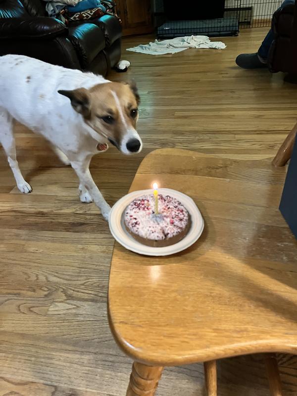 THE LAZY DOG COOKIE CO. Happy Birthday Pup-PIE Dog Treat, Unisex ...