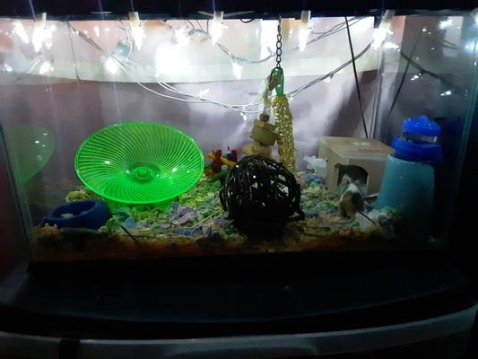 A&E CAGE COMPANY Small Mouse Hut - Chewy.com