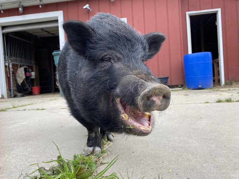 MAZURI Mini Pig Mature Maintenance Food, 25-lb bag - Chewy.com