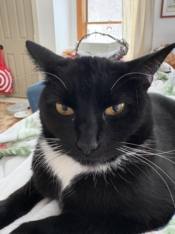 WORLD'S BEST Multi-Cat Unscented Clumping Corn Cat Litter, 28-lb bag ...