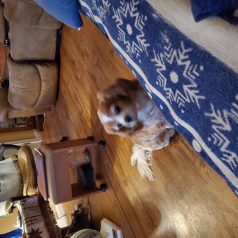 ENALAPRIL Maleate (Generic) Tablets, 10-mg, 120 tablets - Chewy.com