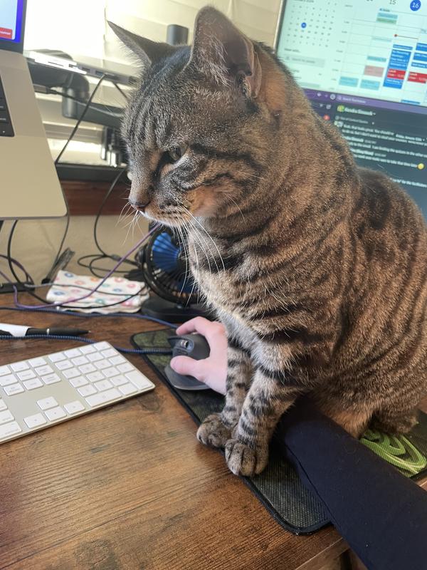 CATSTAGES Fresh Breath Mint Stick Cat Chew Toy - Chewy.com