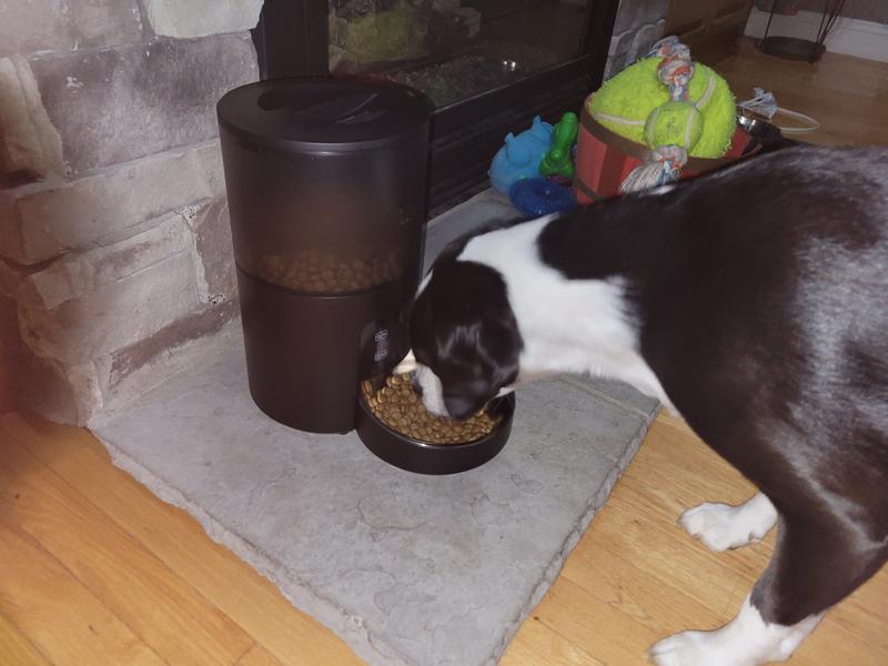 PATPET PF02 Timed Automatic Food Feeder Smart Dispenser for Cats & Dogs ...