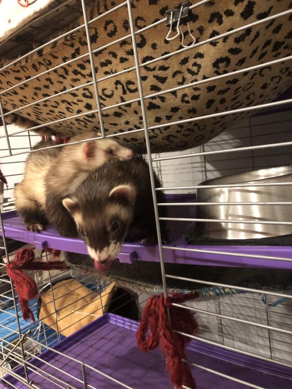 MARSHALL Premium Senior Formula Ferret Food, 4-lb bag - Chewy.com