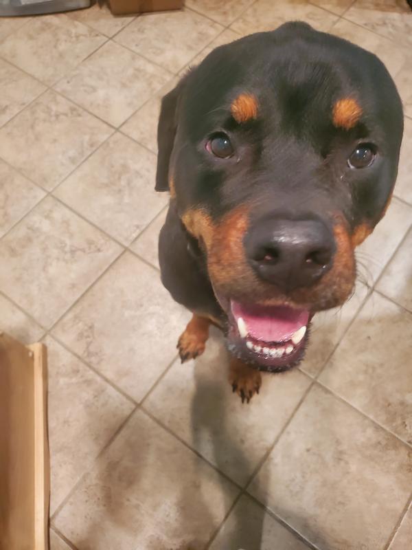 CESAR Home Delights Variety Pack Adult Chicken, Beef & Turkey in Gravy ...