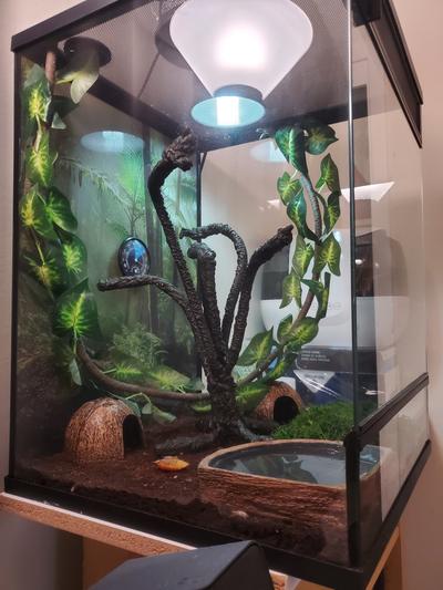 EXO TERRA Jungle Tree Reptile Terrarium Décor, Small - Chewy.com