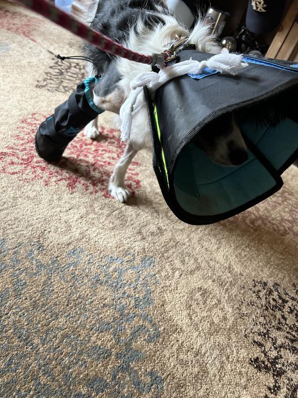 MEDIPAW Rugged Dog & Cat Protective Boot, Medium - Chewy.com