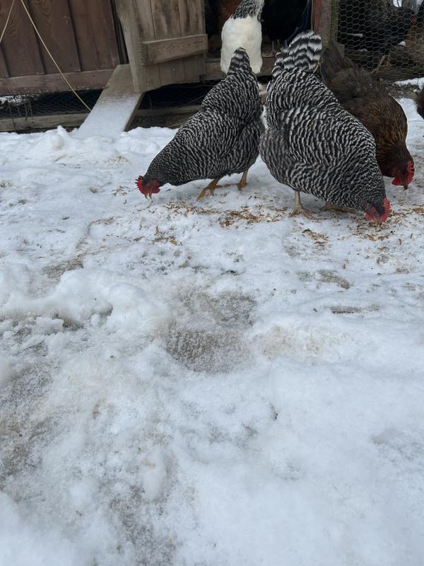 HEN UP Scratch Grains Organic Non-GMO 10% Protein Chicken Feed, 10-lb ...