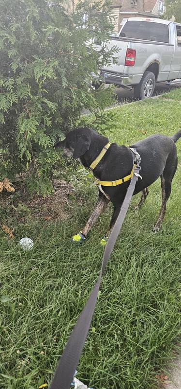 RUFFWEAR Grip Trex Dog Boots, Red Sumac, 3.00-in, Set of 2 - Chewy.com