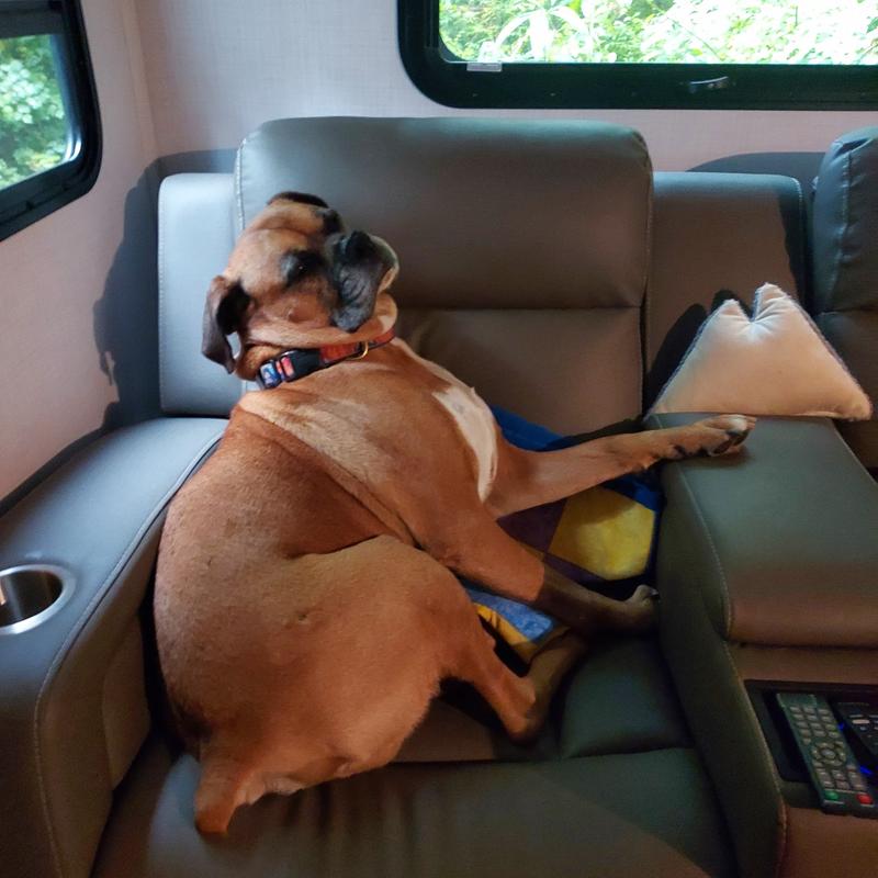 PALLADIA (toceranib phosphate) Tablets for Dogs, 50-mg - Easy Refills ...