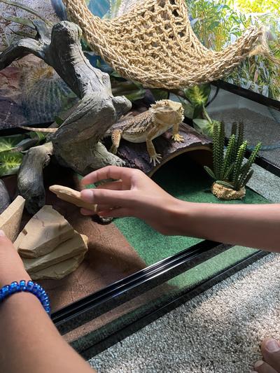 REPTI ZOO Glass Reptile Terrarium Sliding Doors with Screen Ventilation ...