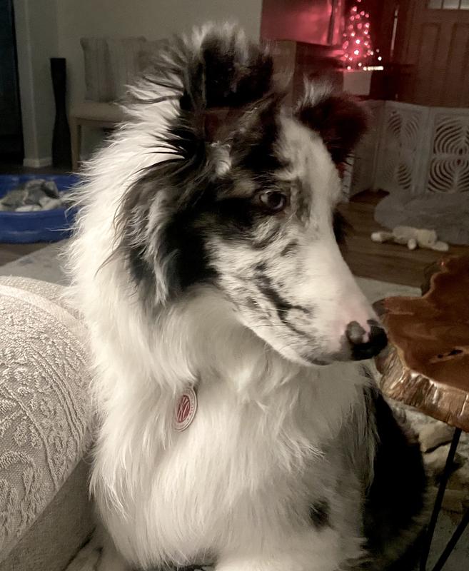 HILL'S PRESCRIPTION DIET Gastrointestinal Biome Chicken Flavor Dry Dog ...