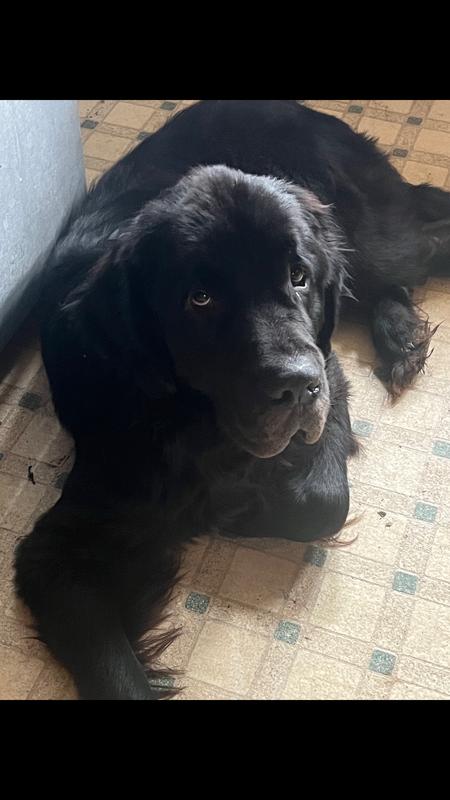 VICTOR Classic Hi-Pro Plus Formula Dry Dog Food, 50-lb bag - Chewy.com