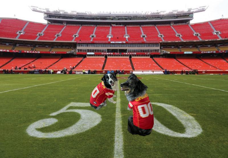 PETS FIRST NFL Dog & Cat Jersey, Kansas City Chiefs, Medium - Chewy.com