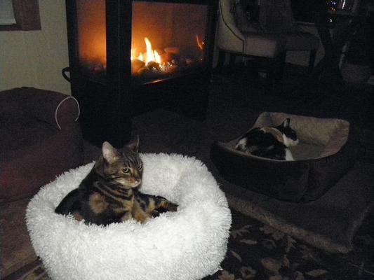 ARMARKAT Cuddler Cat Bed, Small - Chewy.com