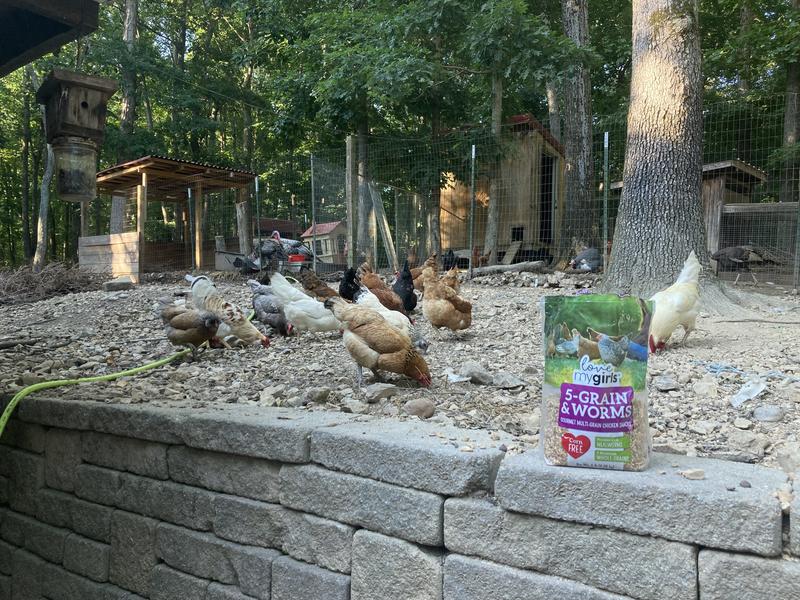LOVE MY GIRLS 5-Grain & Worms Corn-Free Gourmet Chicken Treats, 5-lb ...