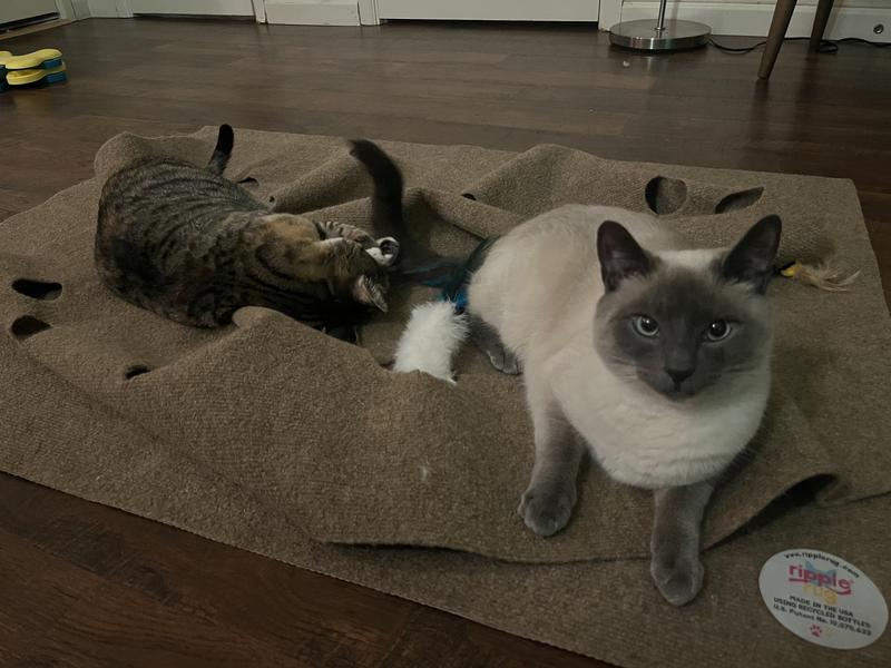 SNUGGLYCAT Ripple Rug Cat Activity Play Mat - Chewy.com
