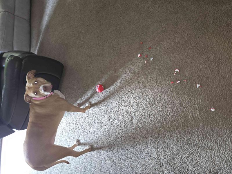 KONG Signature Balls Dog Toy, 2-pack, Red, Small - Chewy.com