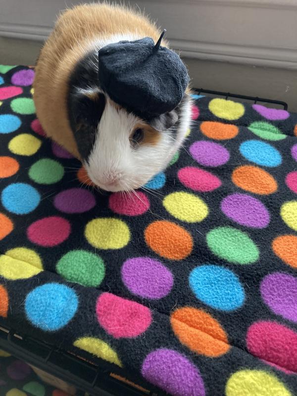 FRISCO French Beret Guinea Pig Costume Hat, One Size, Black - Chewy.com