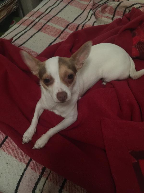 SHED-X Dermaplex Shed Control Nutritional Supplement for Dogs, 16-oz ...