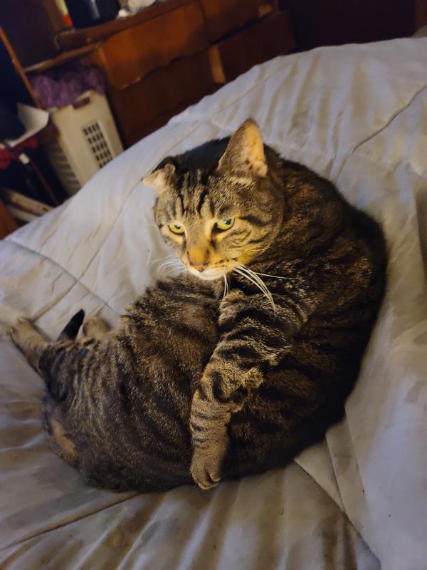 Amoxi-Drop (Amoxicillin) Powder for Oral Suspension for Dogs & Cats, 50 ...