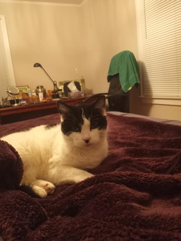 RX VITAMINS Phos-Bind Kidney Support Dog & Cat Supplement, 200-g ...