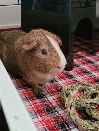 OXBOW Natural Science Joint Support Small Animal Supplement, 60 count ...