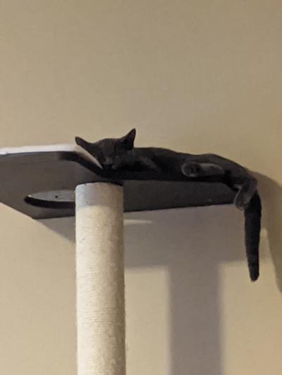 PETFUSION 76.8-in Wall Mounted Cat Tree - Chewy.com