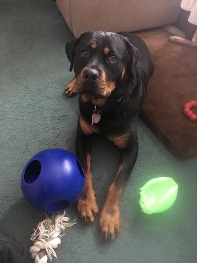 JOLLY PETS Teaser Ball Dog Toy, Blue, 8-in - Chewy.com