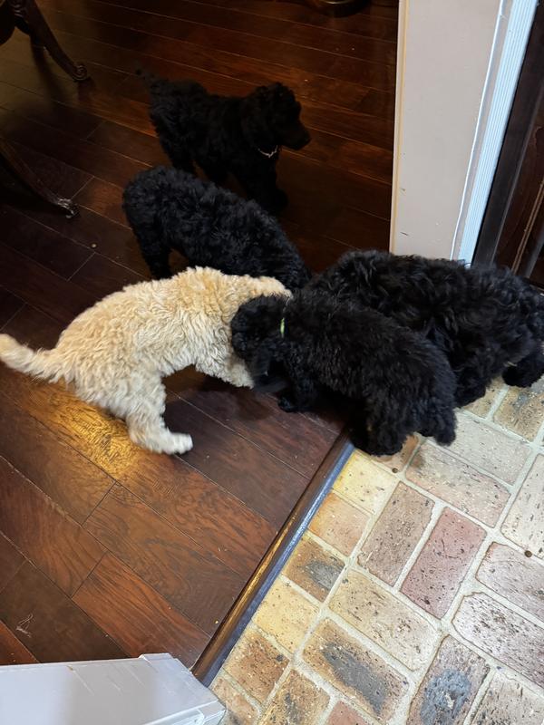 VICTOR Select Ocean Fish Formula Dry Dog Food, 5-lb bag - Chewy.com