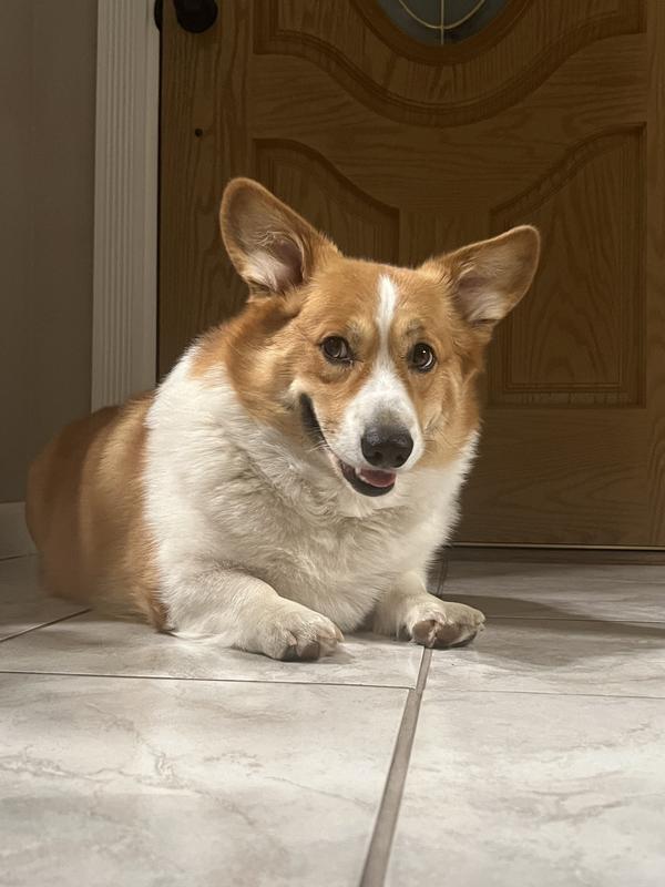 SQUISHY FACE STUDIO Flirt Pole V2 with Lure Squeaky Dog Toy, Purple ...