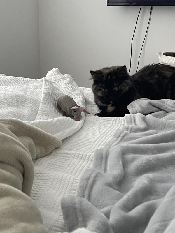 FRISCO Magic Familiars Plush Cat Toy with Catnip, 3 count - Chewy.com