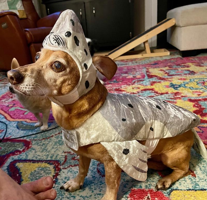 Product Reviews for FRISCO Seal Dog Cat Costume