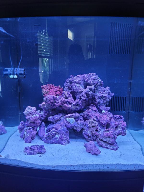 CORALIFE LED BioCube Aquarium Kit, 16-gal - Chewy.com