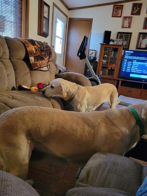 DISNEY Princess Ariel Plush Squeaky Dog Toy, 2 count - Chewy.com