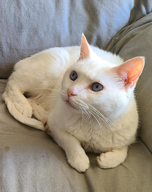 LIQUID-VET Hip & Joint Support Allergy-Friendly Unflavored Cat ...