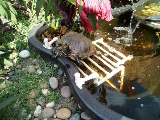 ZOO MED Large Sun-Dried Red Shrimp Turtle Treats, 5-oz jar - Chewy.com