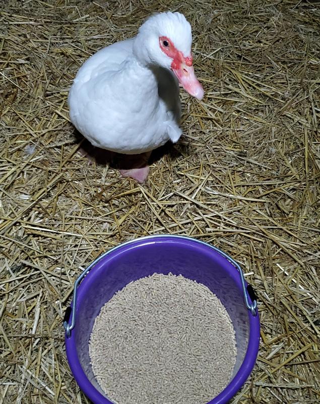 NUTRENA Country Feeds Duck Feed, 50-lb bag - Chewy.com