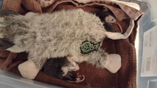 EXOTIC NUTRITION Opossum Complete Opossum Food, 1-lb bag - Chewy.com