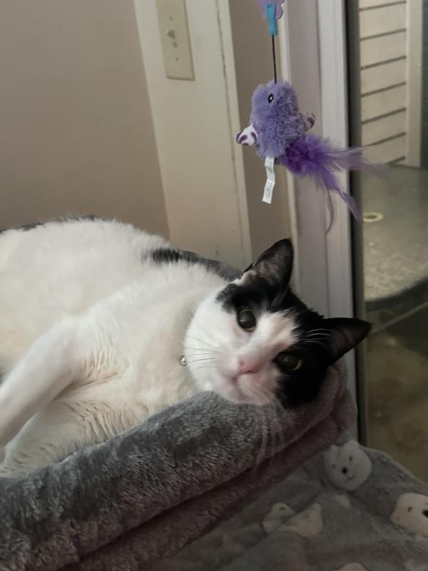 KONG Naturals Straw Balls Cat Toy, Straw Balls, 2-pack - Chewy.com