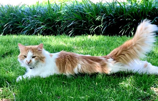 STELLA & CHEWY'S Absolutely Rabbit Dinner Morsels Freeze-Dried Raw Cat ...