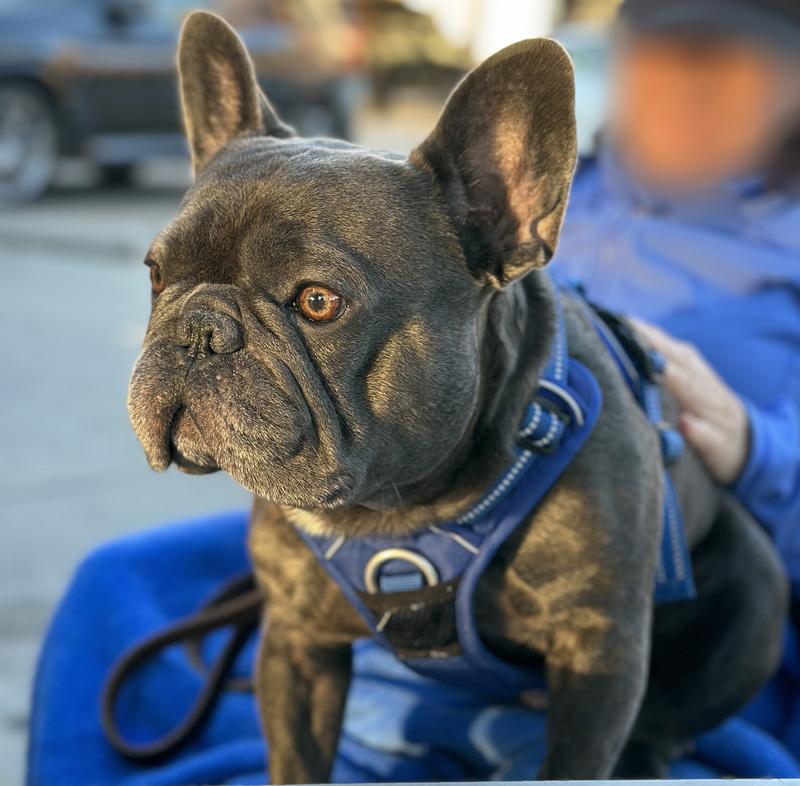 CHI Oatmeal Dog Conditioner, 6-fl oz bottle - Chewy.com