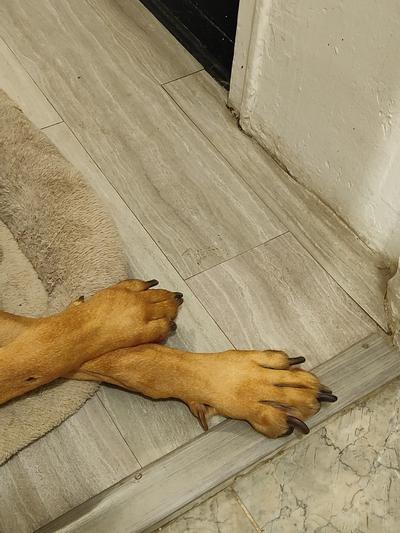 PET MD Chlorhexidine Antiseptic Wipes for Dogs & Cats, 50 count - Chewy.com