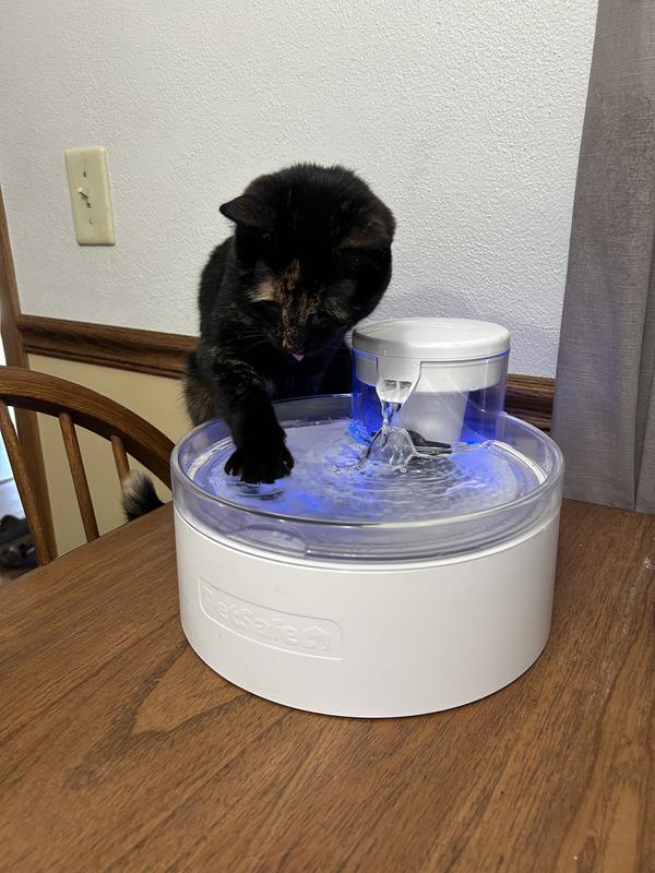 PETSAFE Outlast Pumpless Cat Water Fountain, White, 90-oz - Chewy.com