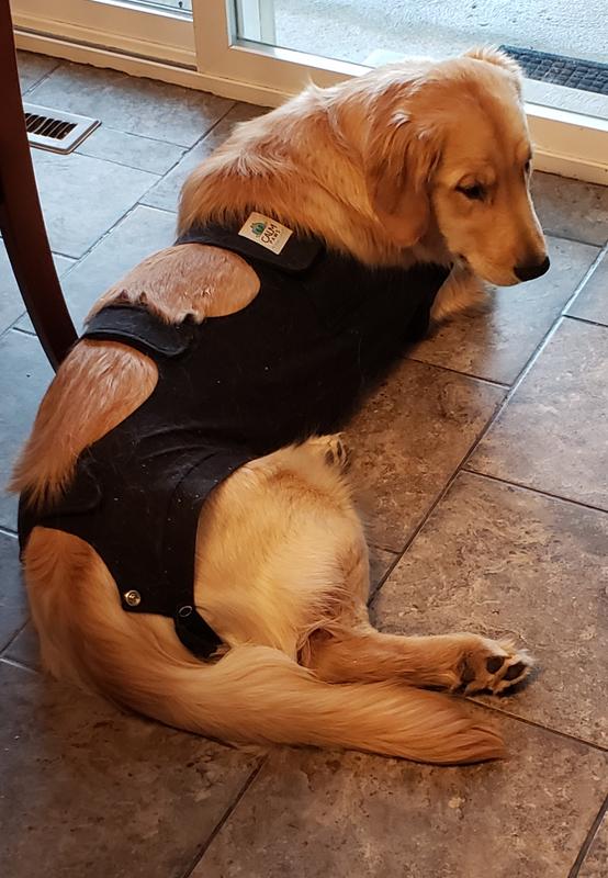 CALM PAWS Calming Recovery Dog Vest, Medium - Chewy.com