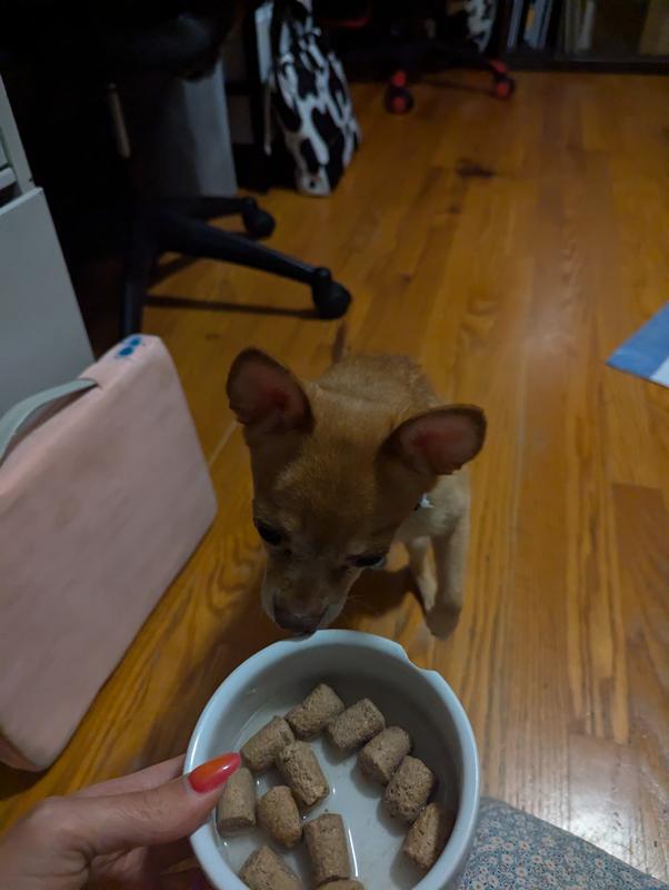 STELLA & CHEWY'S Meal Mixers Super Beef, Chewy's Chicken & Tantalizing ...