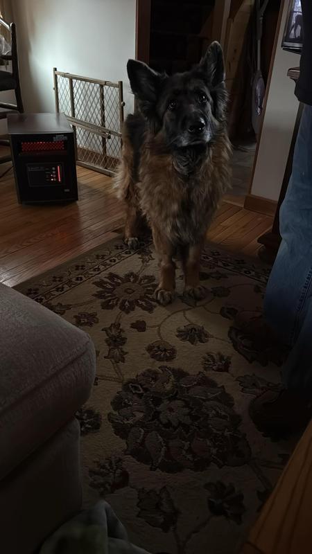 Out of Stock - VIOKASE-V Powder for Dogs & Cats, 12-oz - Easy Refills ...