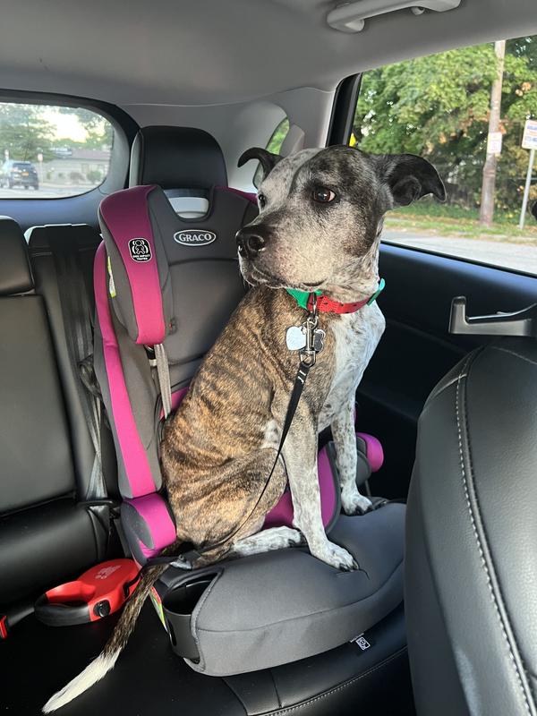 Discontinued - SOLID GOLD Berry Balance Urinary Tract Health Bacon ...