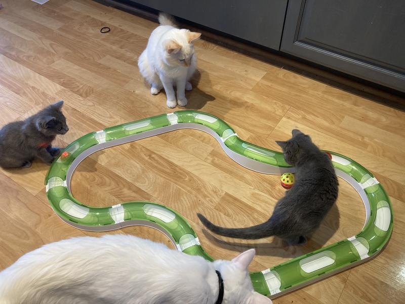 CATIT Senses 2.0 Super Circuit Cat Toy - Chewy.com