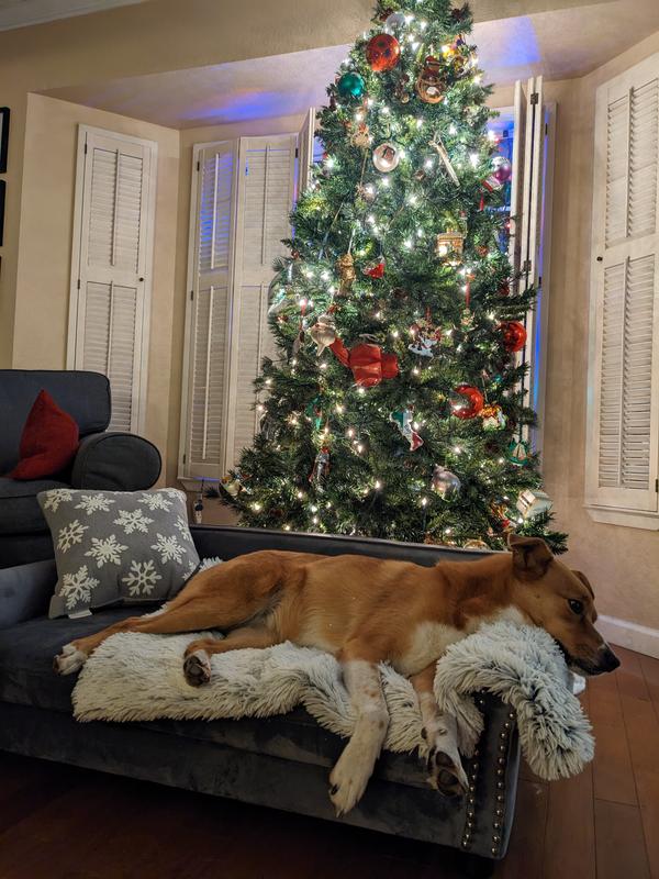 FRISCO Sofa Pet Bed with Removable Cover, Gray, Large - Chewy.com